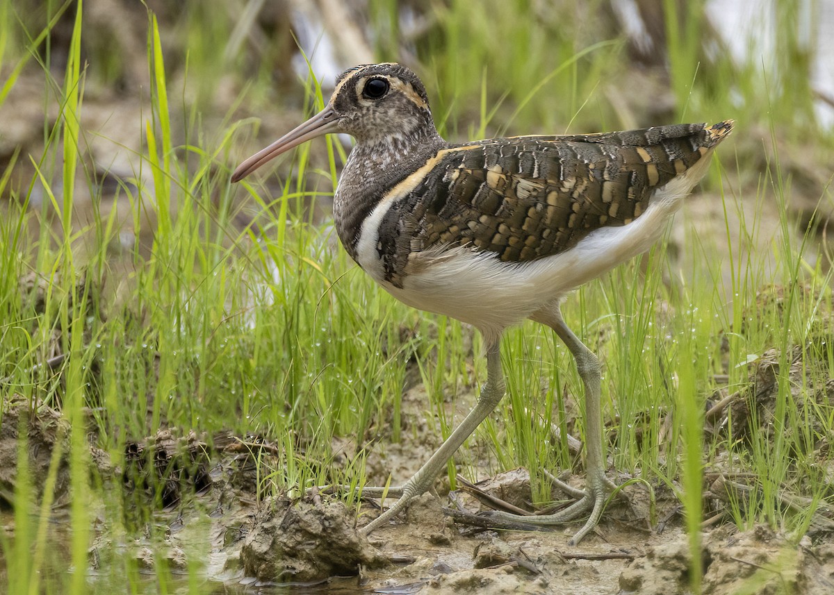 ML648417741 - Greater Painted-Snipe - Macaulay Library