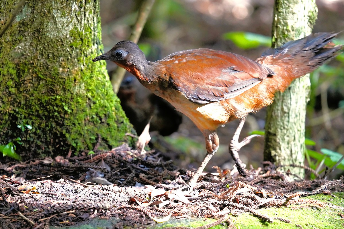 eBird Checklist - 5 Jan 2026 - Lamington National Park--Green Mountain ...