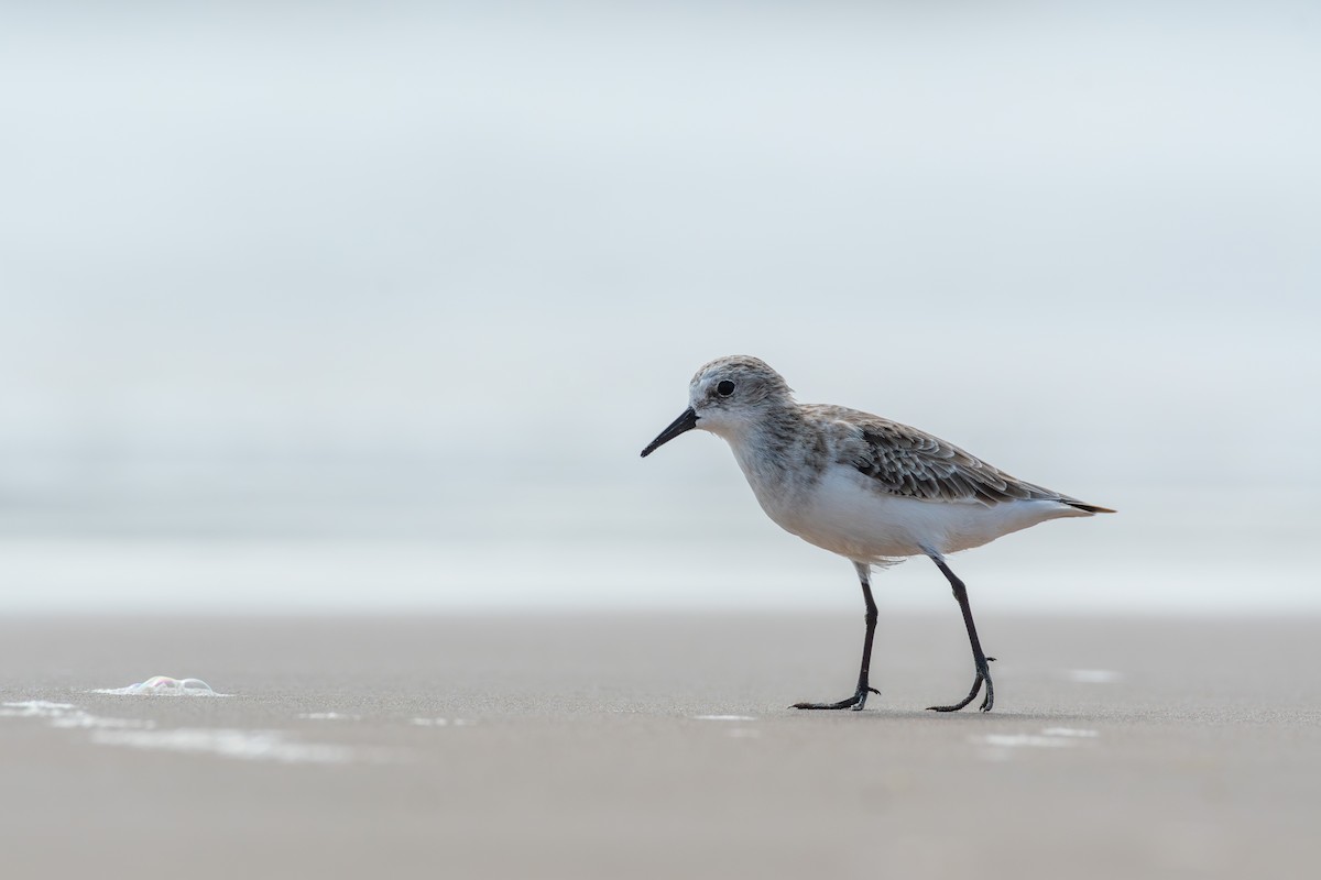 ML648420992 - Little Stint - Macaulay Library
