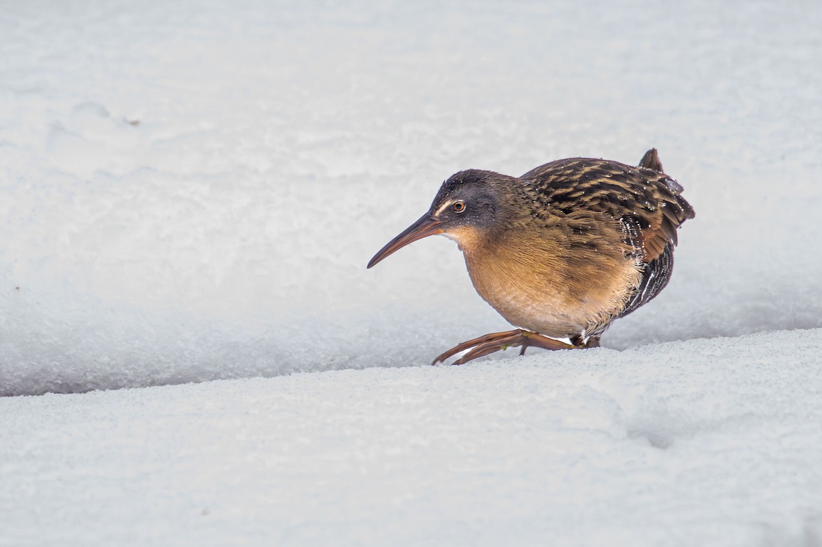 eBird Checklist - 6 Jan 2026 - Mendon Ponds Park--Quaker Pond Trail - 9 ...