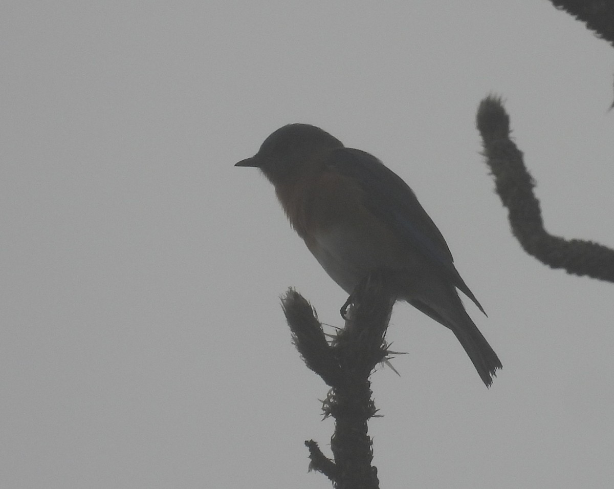 eBird Checklist - 7 Jan 2026 - My Backyard - 14 species
