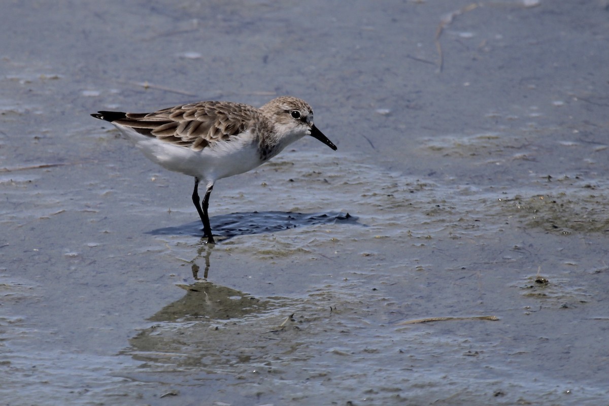 ML648432069 - Little Stint - Macaulay Library