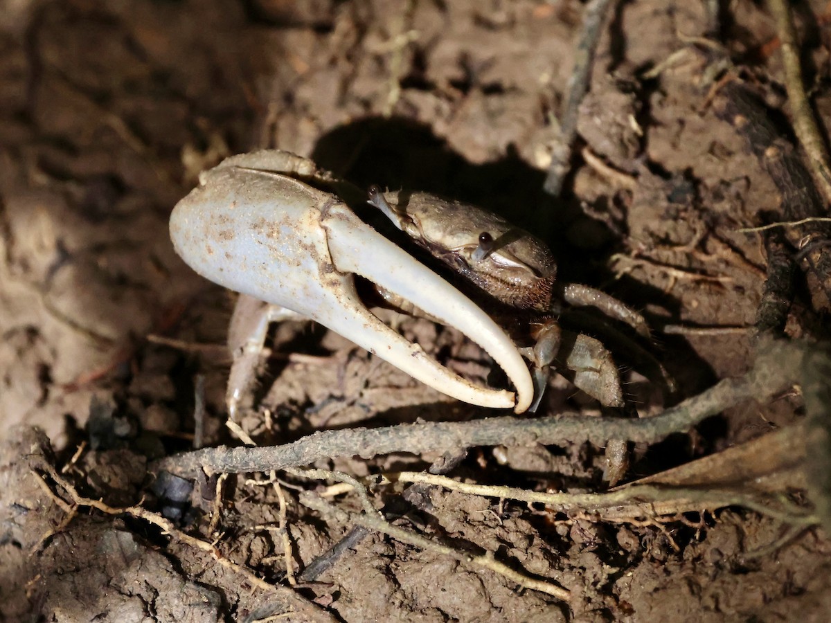 ML648435943 - Mudflat Fiddler Crab - Macaulay Library