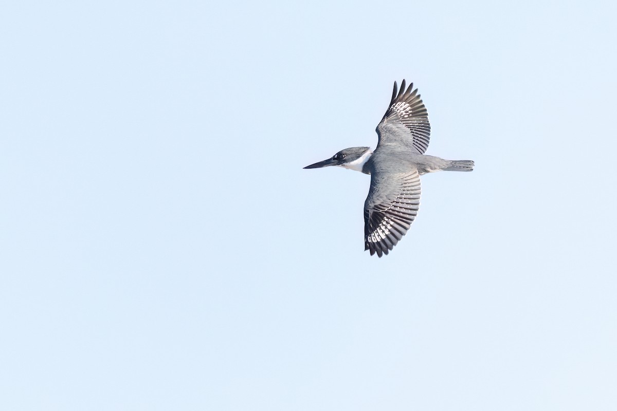 eBird Checklist - 31 Dec 2025 - Cutler Wetlands - 55 species