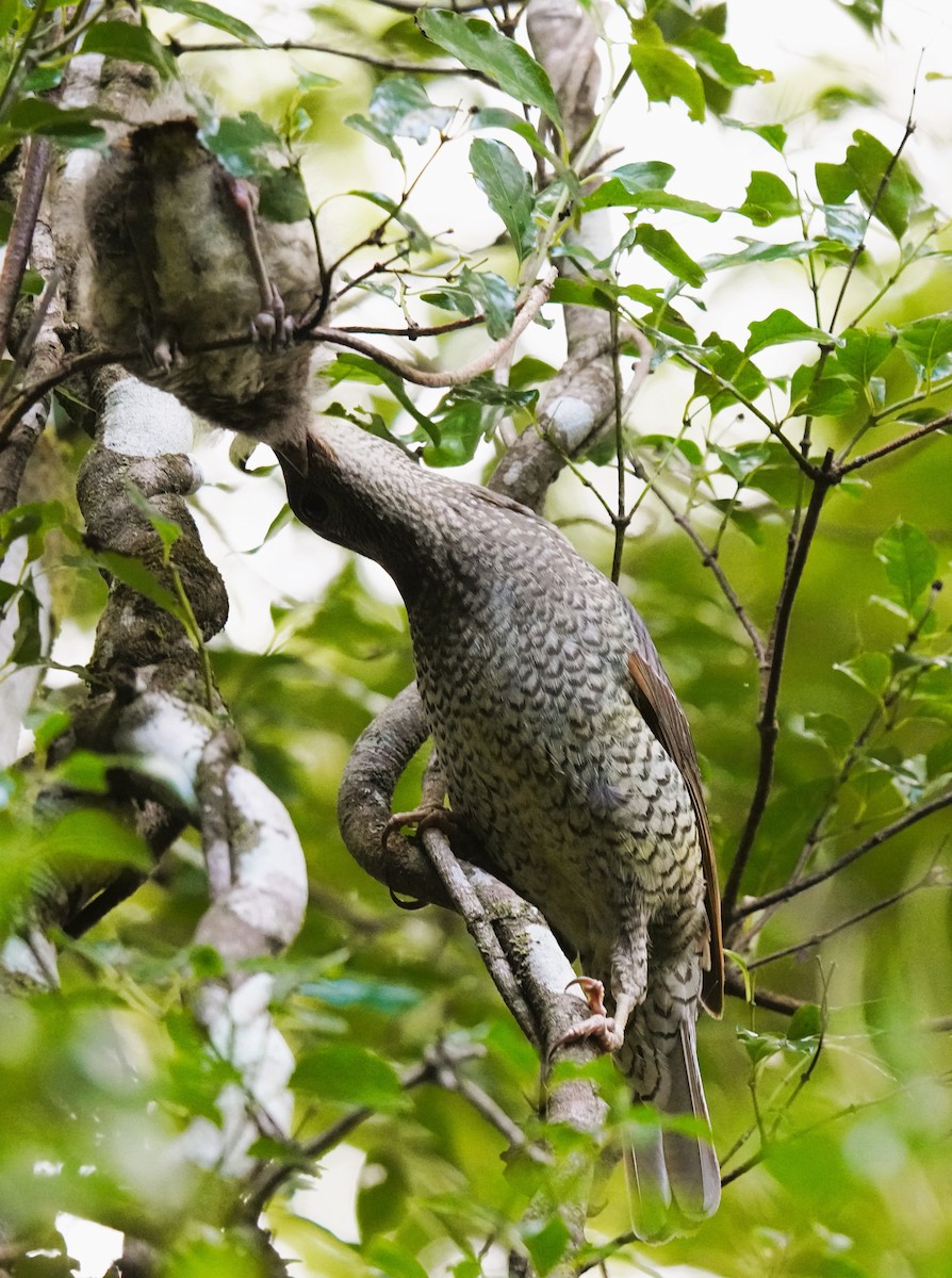 eBird Checklist - 7 Jan 2026 - Lamington National Park--Green Mountain ...