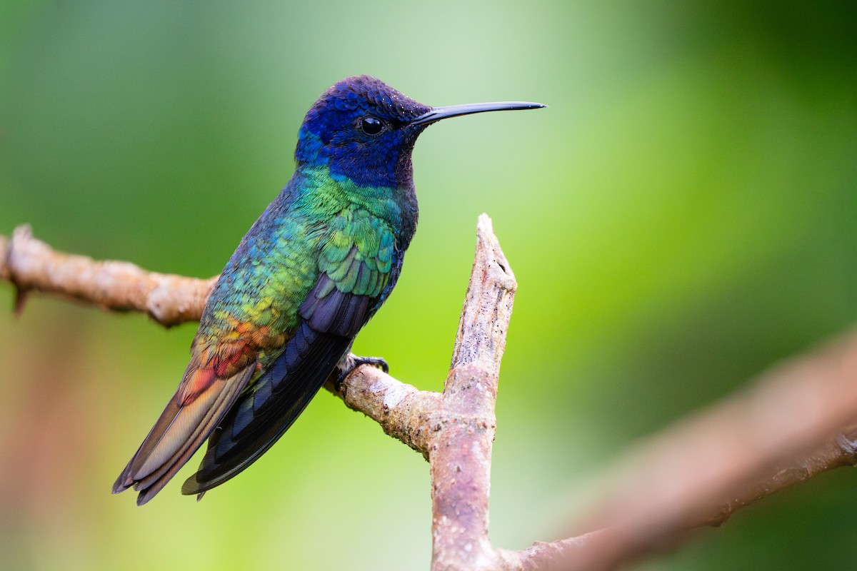 ML648473765 - Golden-tailed Sapphire - Macaulay Library