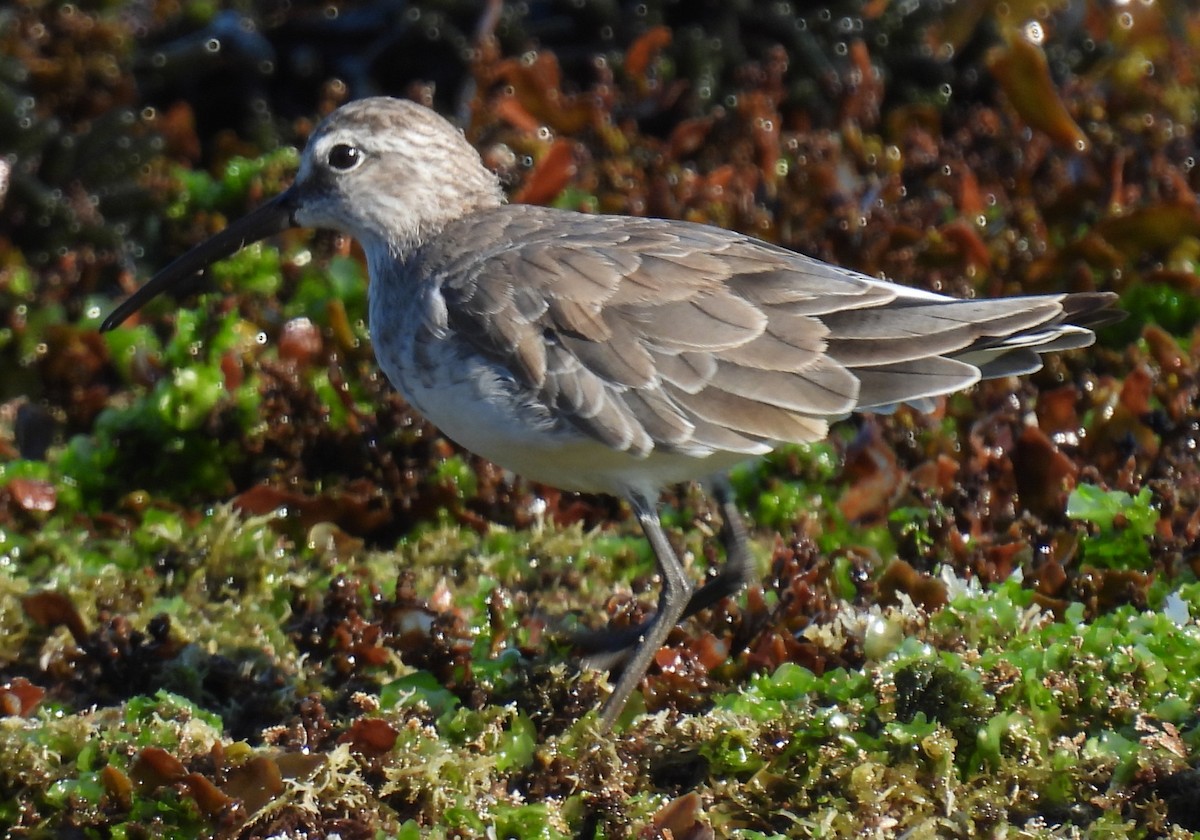 ML648477270 - Curlew Sandpiper - Macaulay Library
