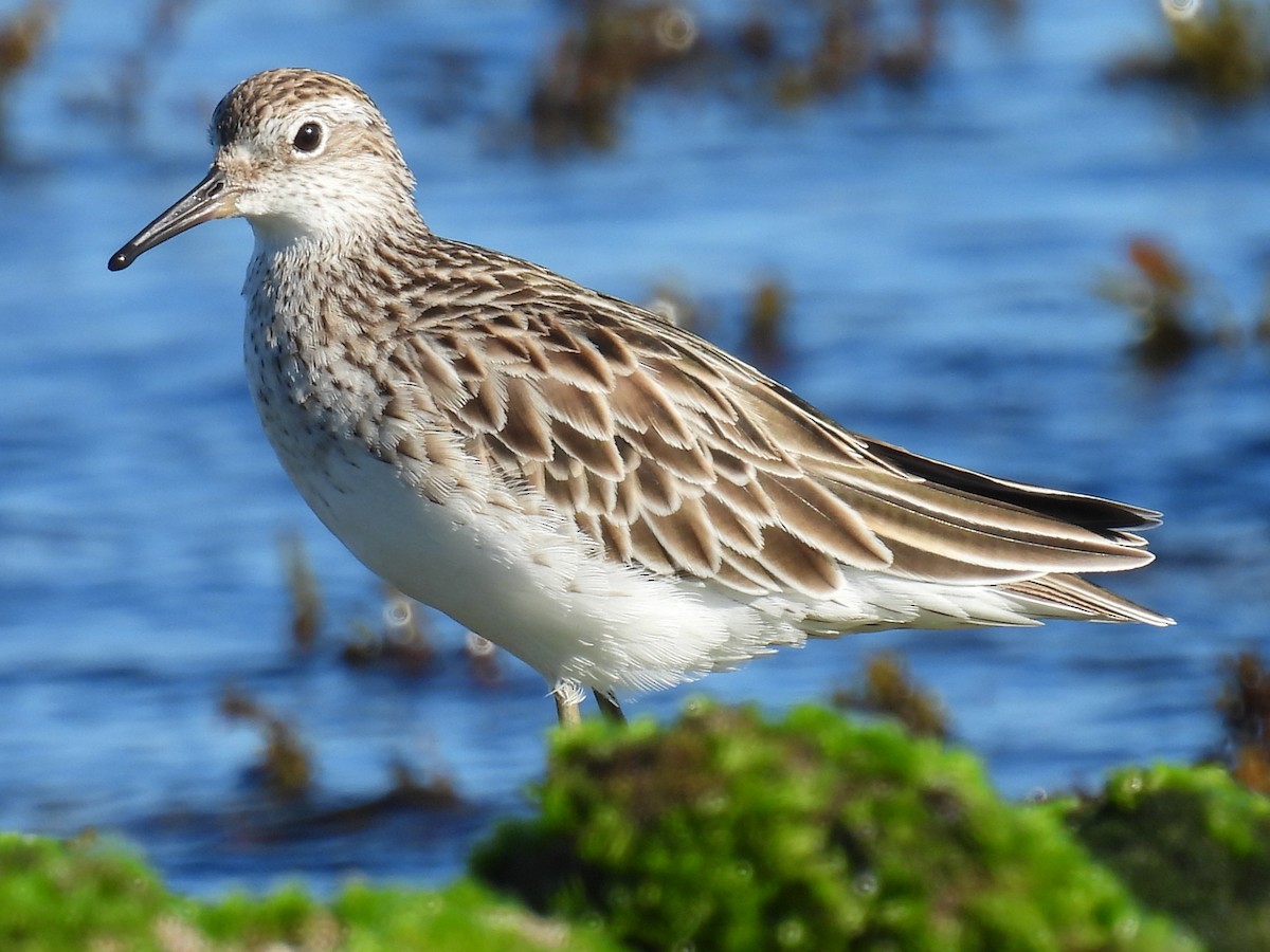 ML648477271 - Sharp-tailed Sandpiper - Macaulay Library