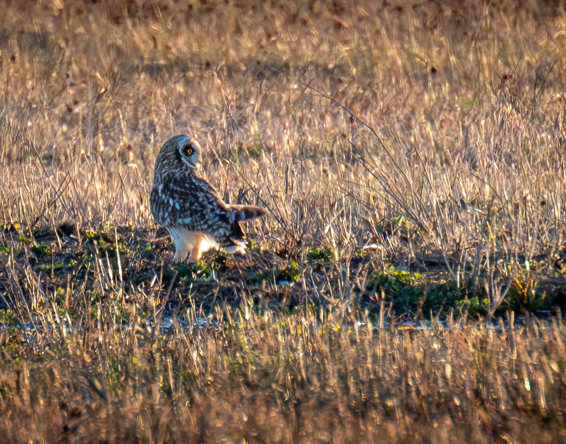 eBird Checklist - 7 Jan 2026 - Hoffman Rd, Indianapolis US-IN 39.71827 ...