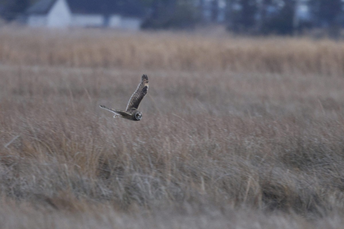 ML648493259 - Short-eared Owl - Macaulay Library