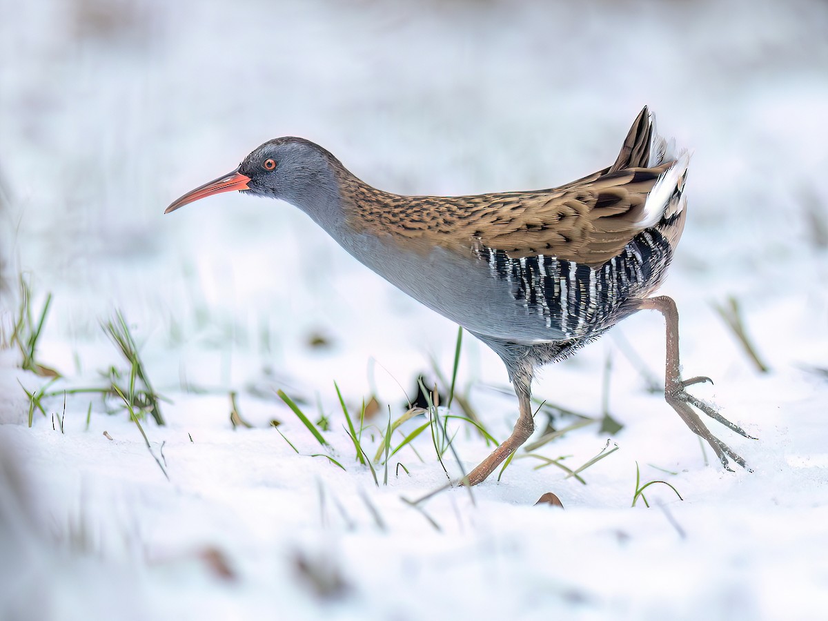 Water Rail - Rallus aquaticus - Birds of the World