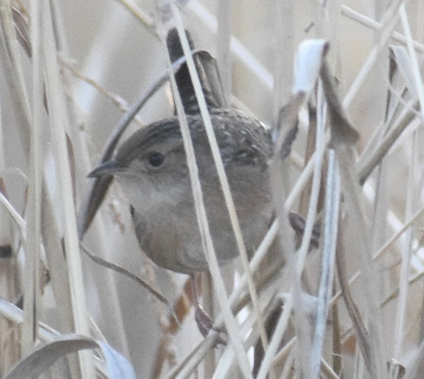 eBird Checklist - 8 Jan 2026 - Bells Mill Park - 14 species
