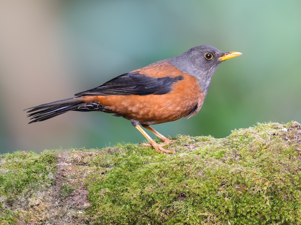 Chestnut Thrush - Turdus rubrocanus - Birds of the World