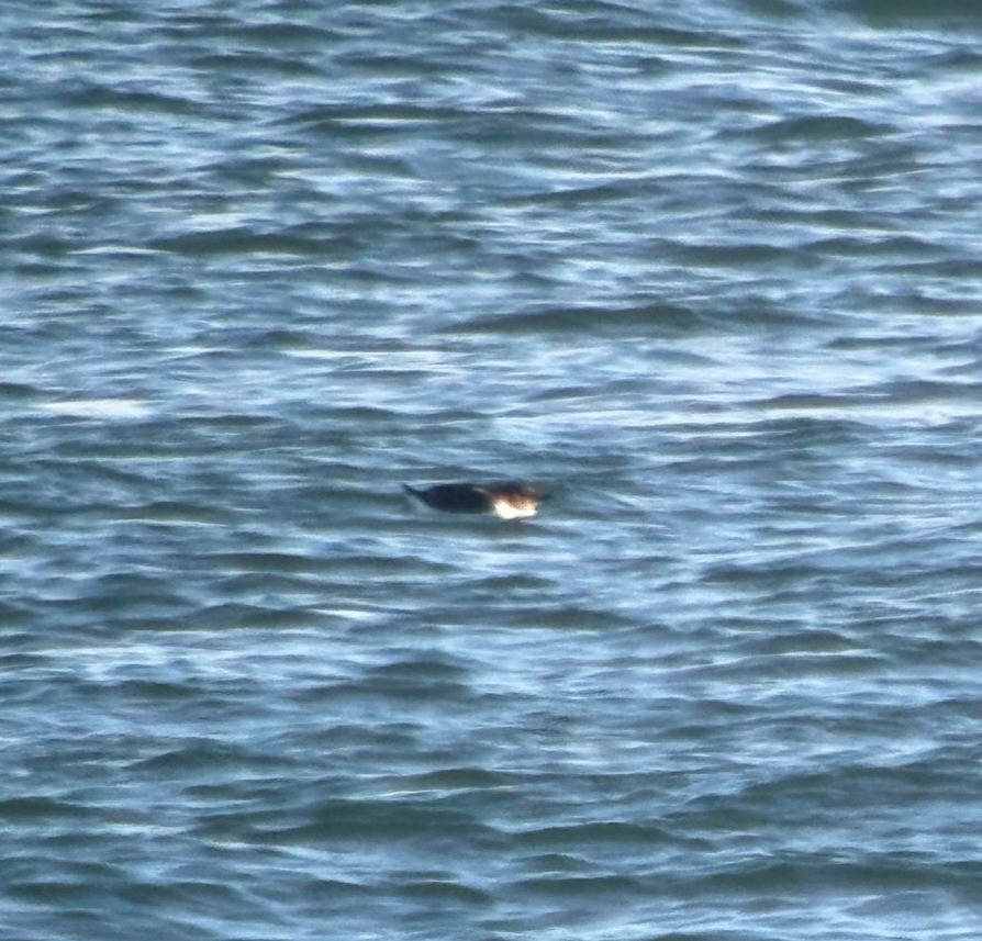 eBird Checklist - 8 Jan 2026 - Parker River NWR - 33 species