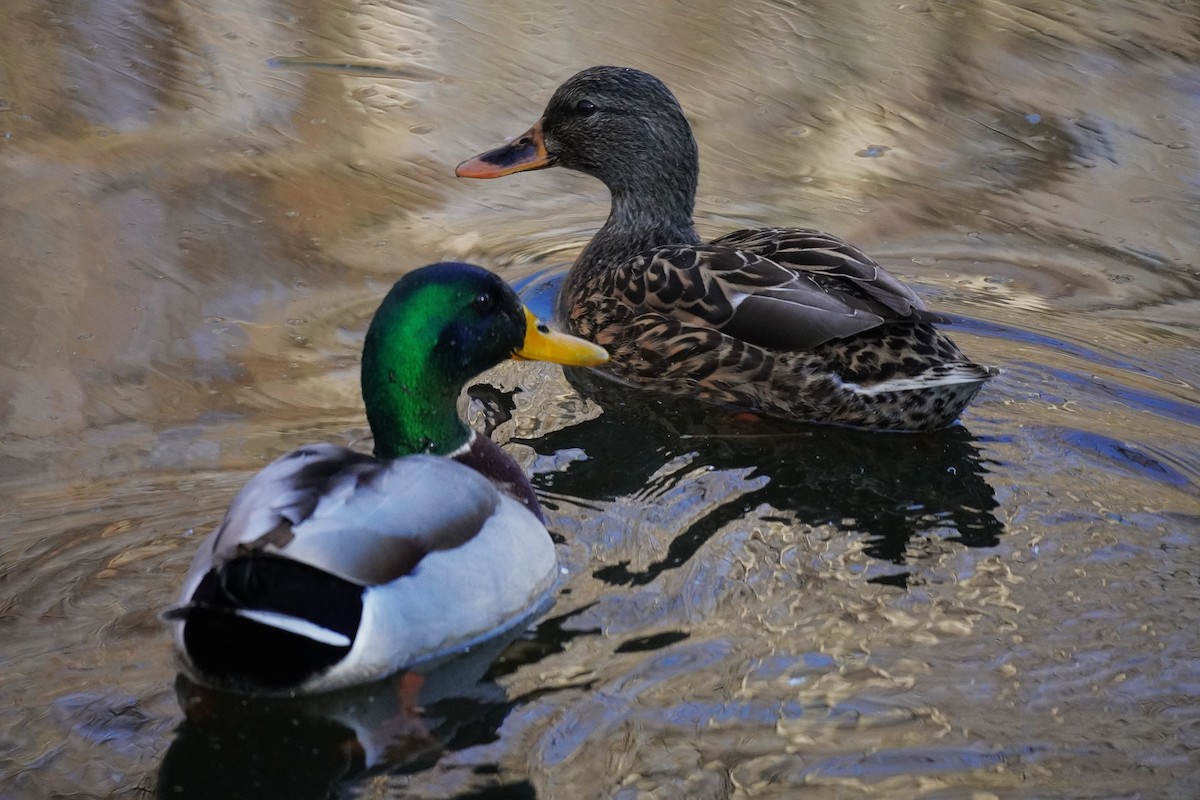 eBird Checklist - 8 Jan 2026 - Stumpy Lake Natural Area - 39 species