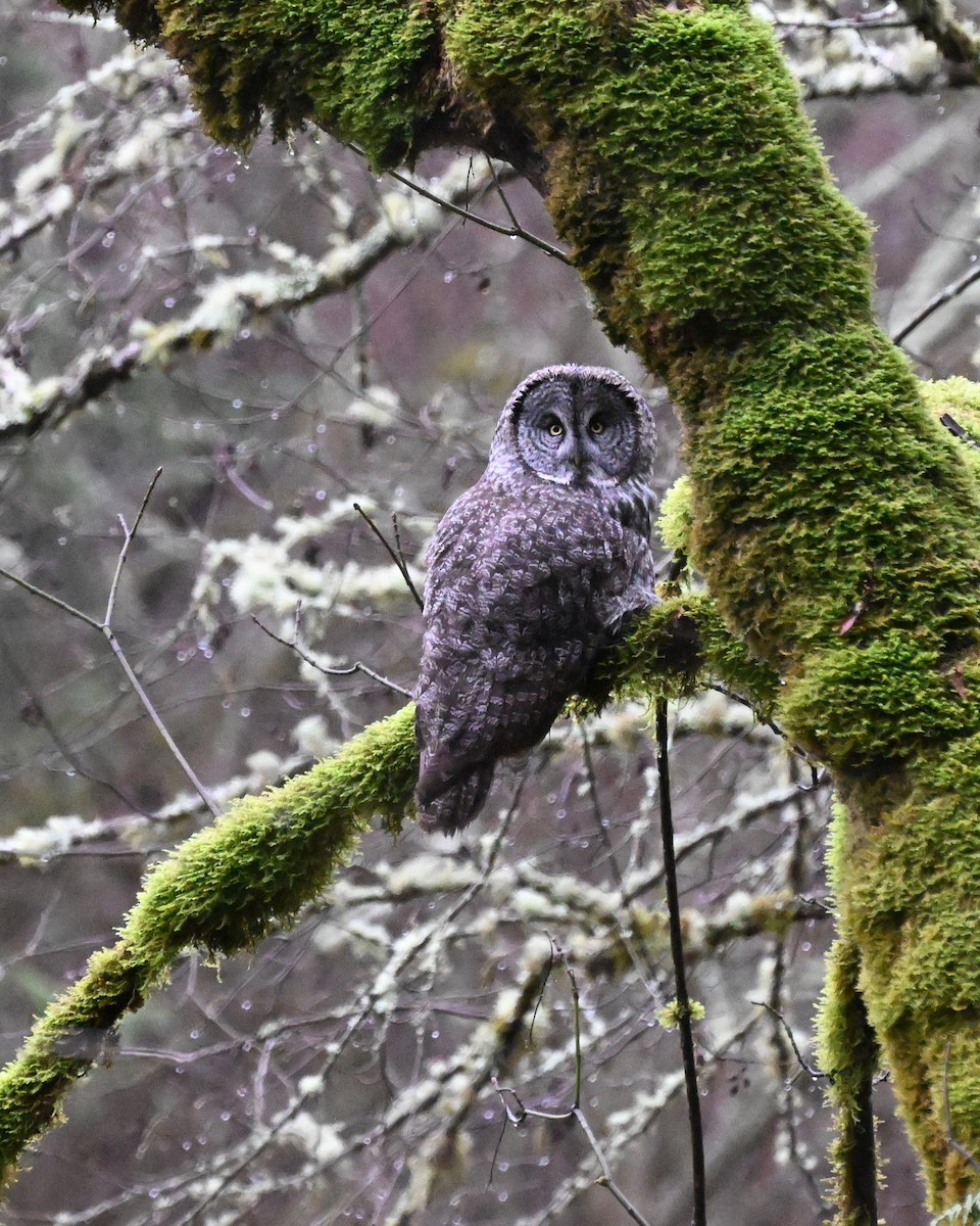 ML648506121 - Great Gray Owl - Macaulay Library