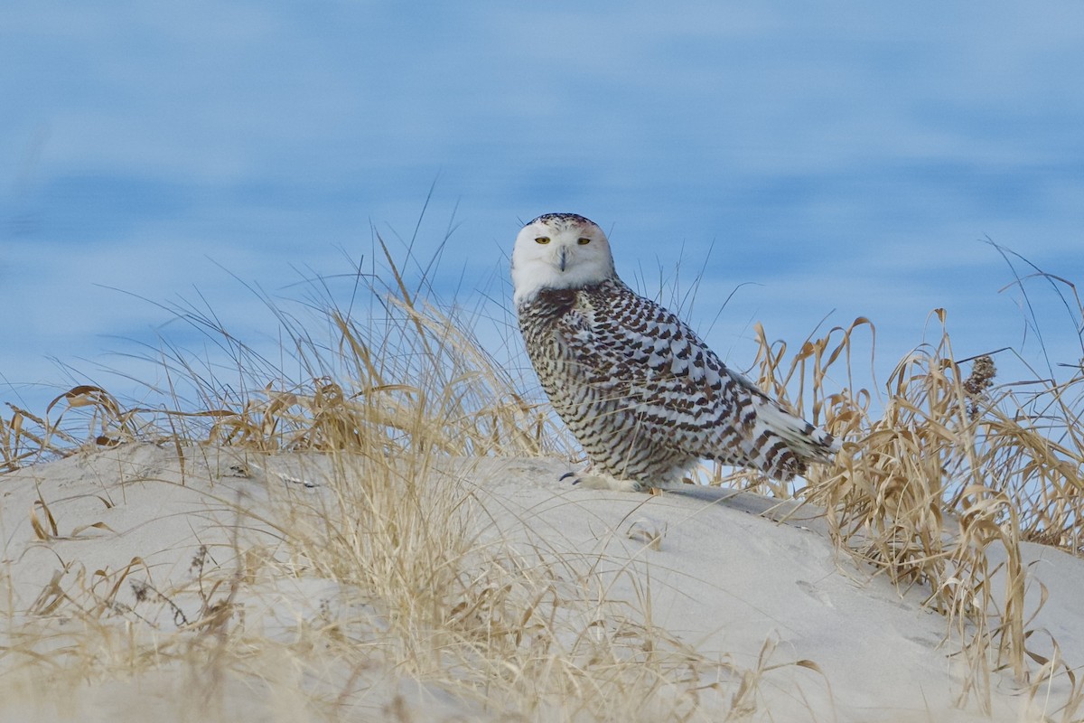 eBird Checklist - 8 Jan 2026 - Long Beach Island, Beach Haven US-NJ 39. ...