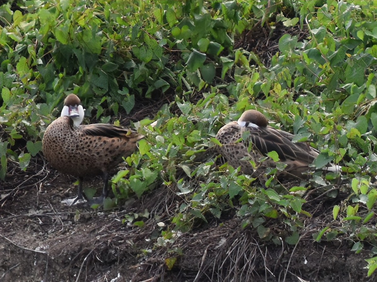 eBird Checklist - 8 Jan 2026 - LVV area - 37 species