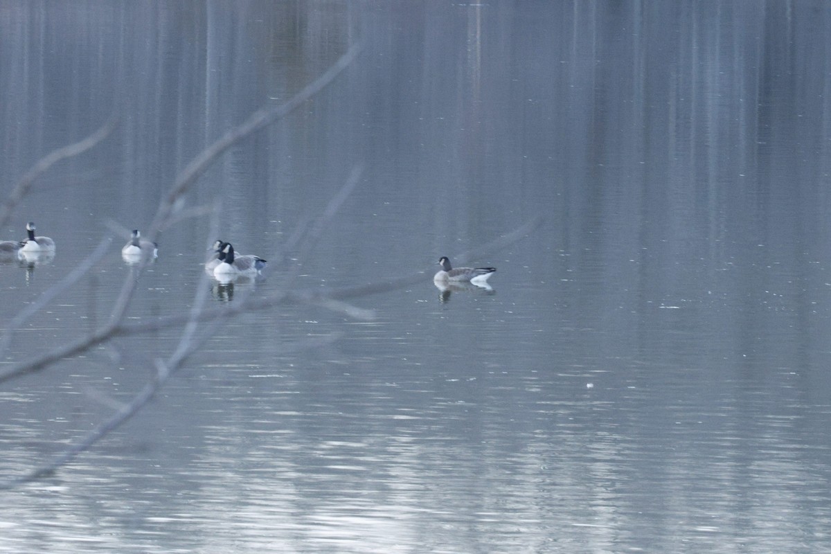eBird Checklist - 8 Jan 2026 - **HUNTLEY MEADOWS PARK - 17 species