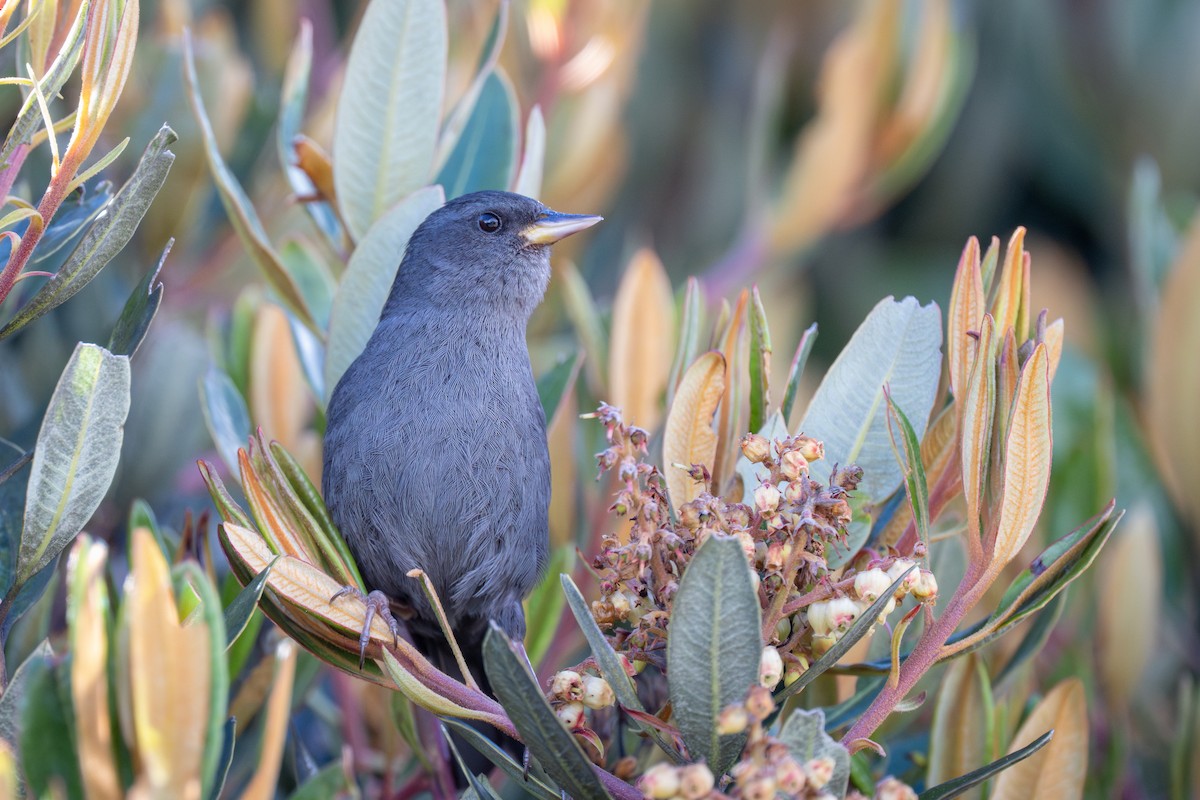 ML648521565 - Peg-billed Finch - Macaulay Library