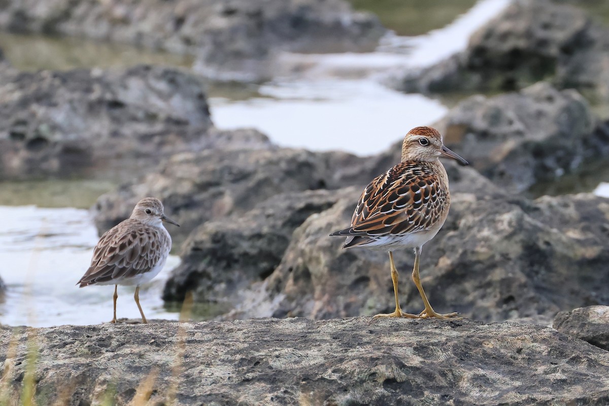 ML648522069 - Sharp-tailed Sandpiper - Macaulay Library