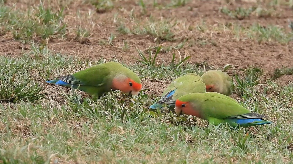 ML648531284 - Rosy-faced Lovebird - Macaulay Library