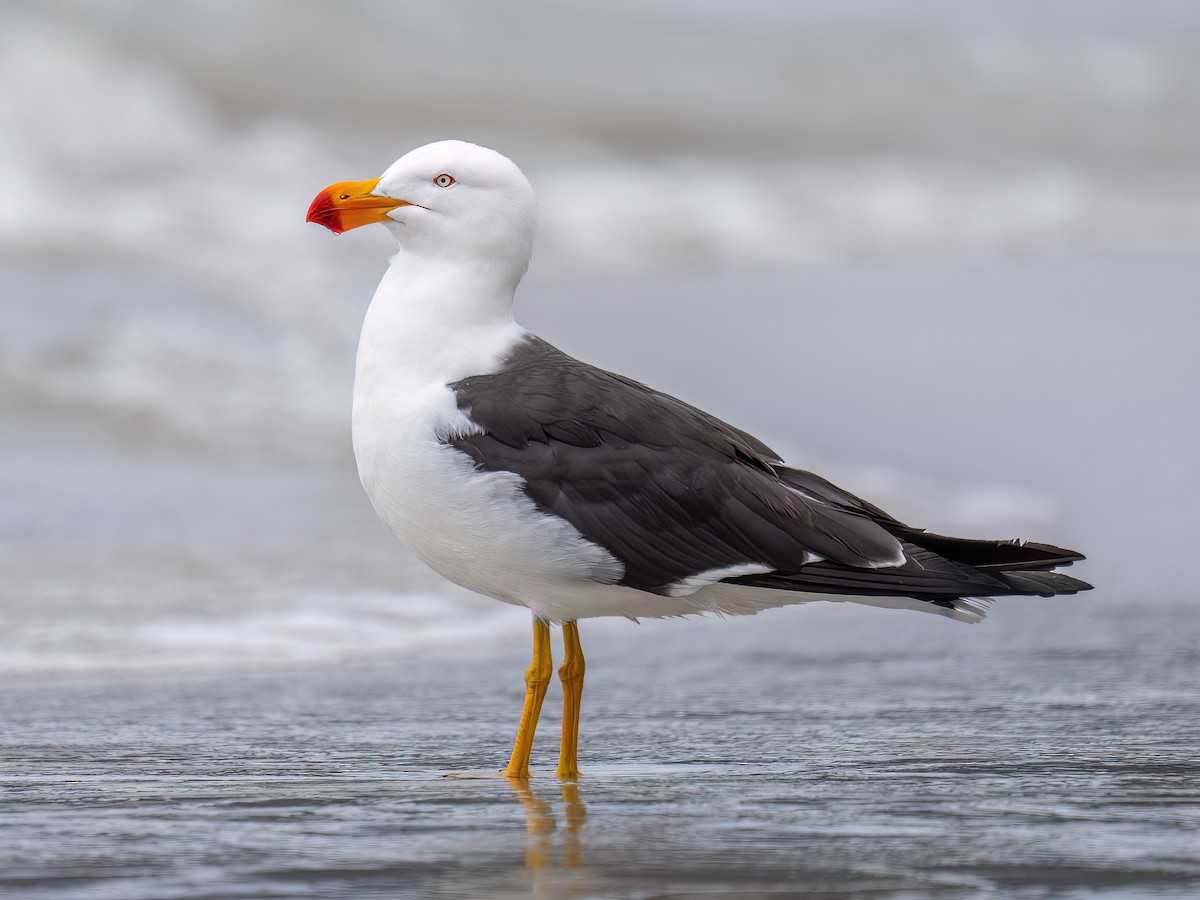 Pacific Gull - Larus pacificus - Birds of the World