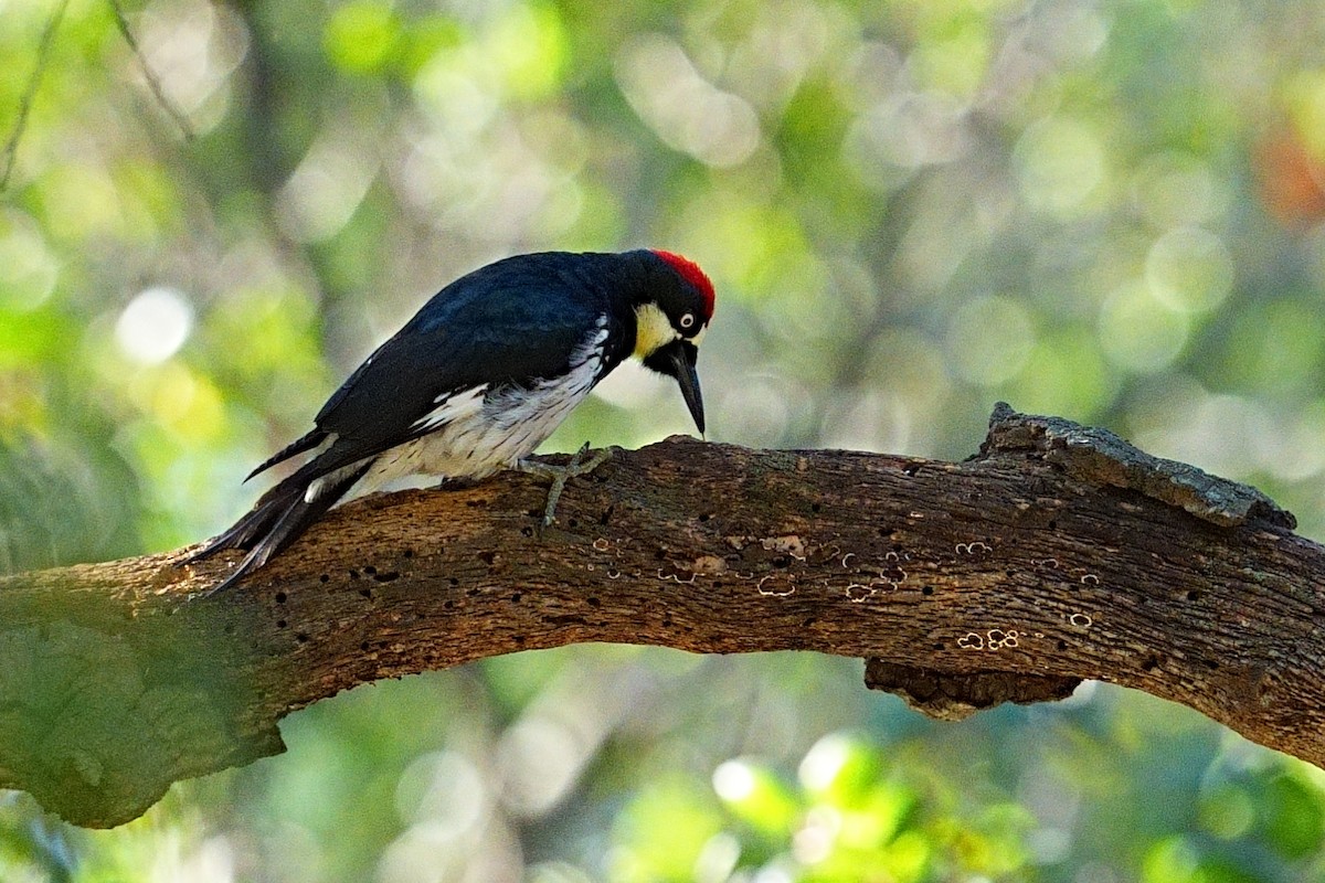 California Bird Atlas Checklist - 8 Jan 2026 - Monrovia Canyon Park ...