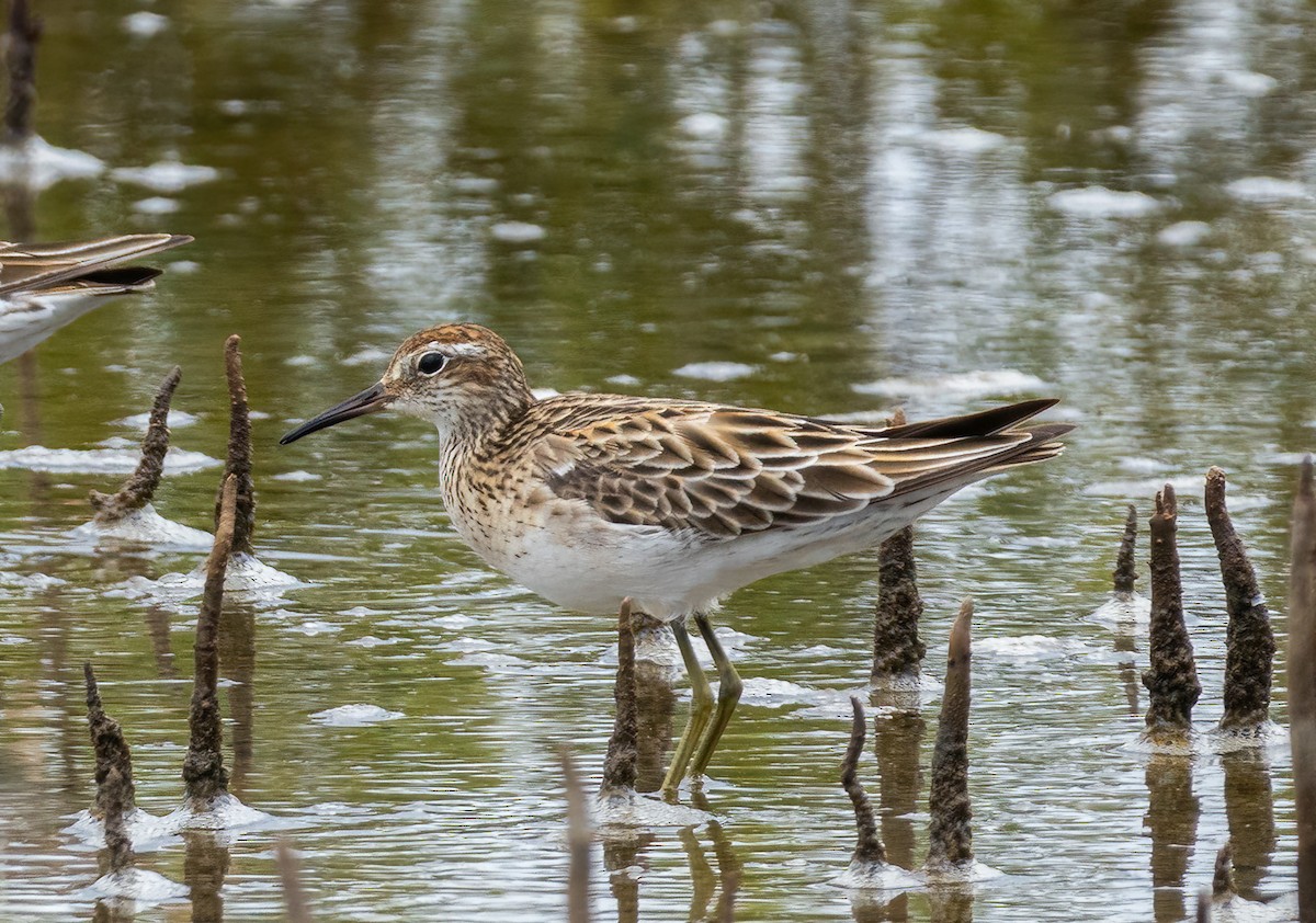 ML648535392 - Sharp-tailed Sandpiper - Macaulay Library
