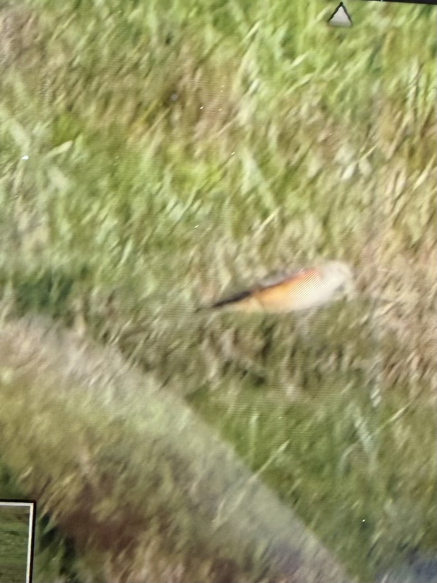 eBird Checklist - 9 Jan 2026 - Roosevelt Wetland - 22 species