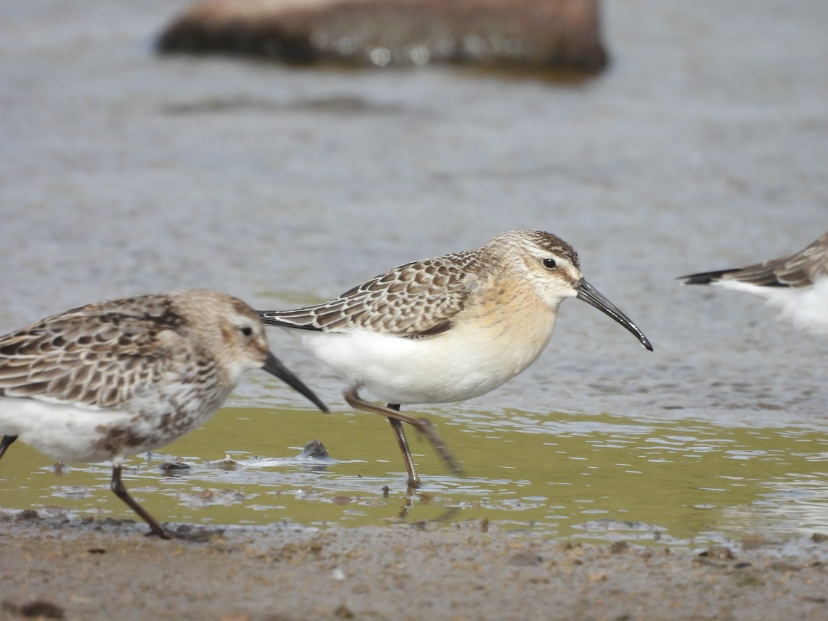 ML648548319 - Curlew Sandpiper - Macaulay Library