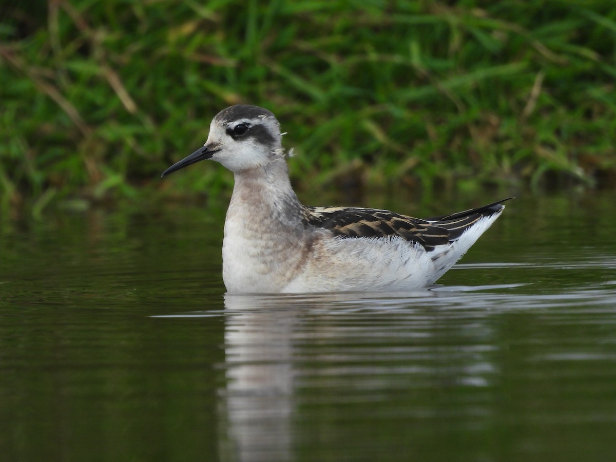 ML648550963 - Red-necked Phalarope - Macaulay Library