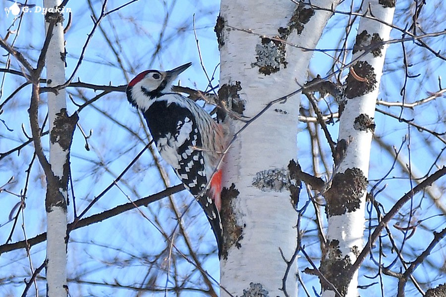 ML648553563 - White-backed Woodpecker - Macaulay Library
