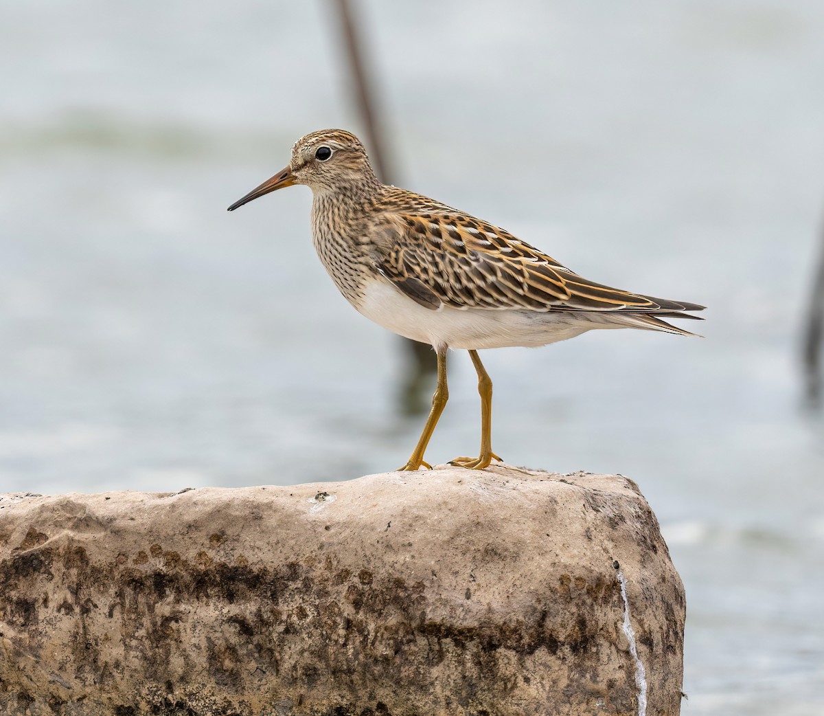 ML648565899 - Pectoral Sandpiper - Macaulay Library