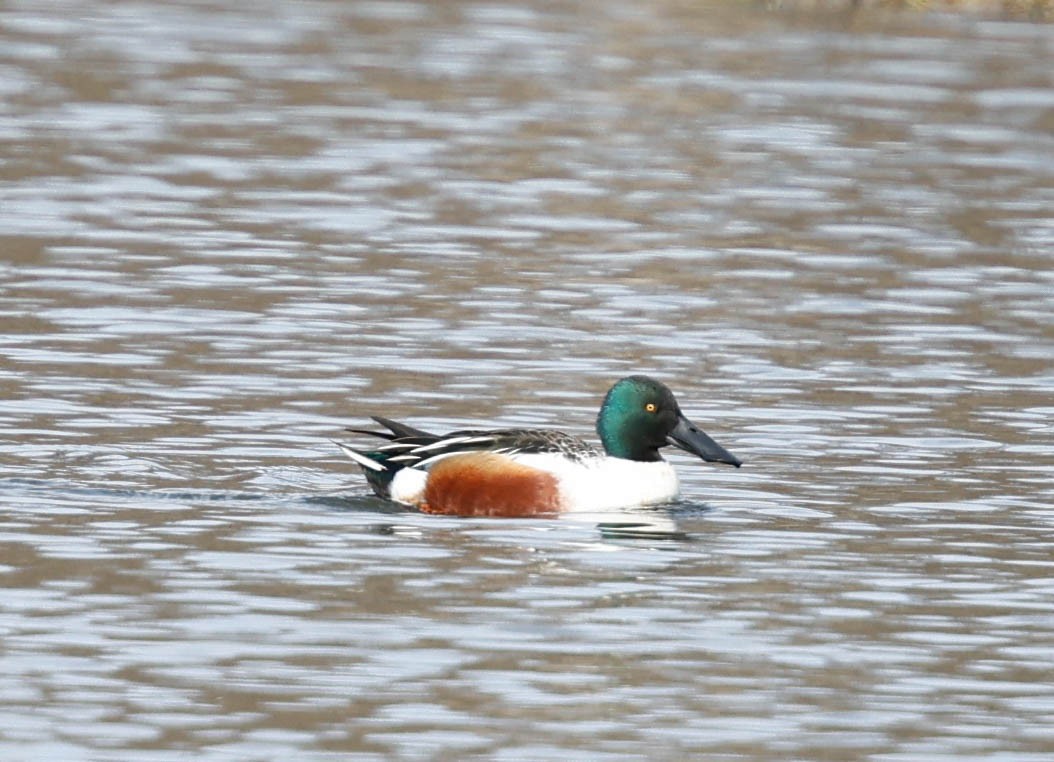 eBird Checklist - 9 Jan 2026 - Stumpy Lake Natural Area - 28 species