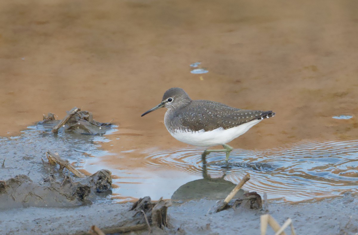 eBird Checklist - 8 Jan 2026 - 罗马湖 (Luoma Lake) - 28 species