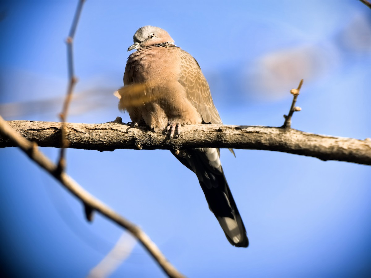 ML648583391 - Spotted Dove - Macaulay Library