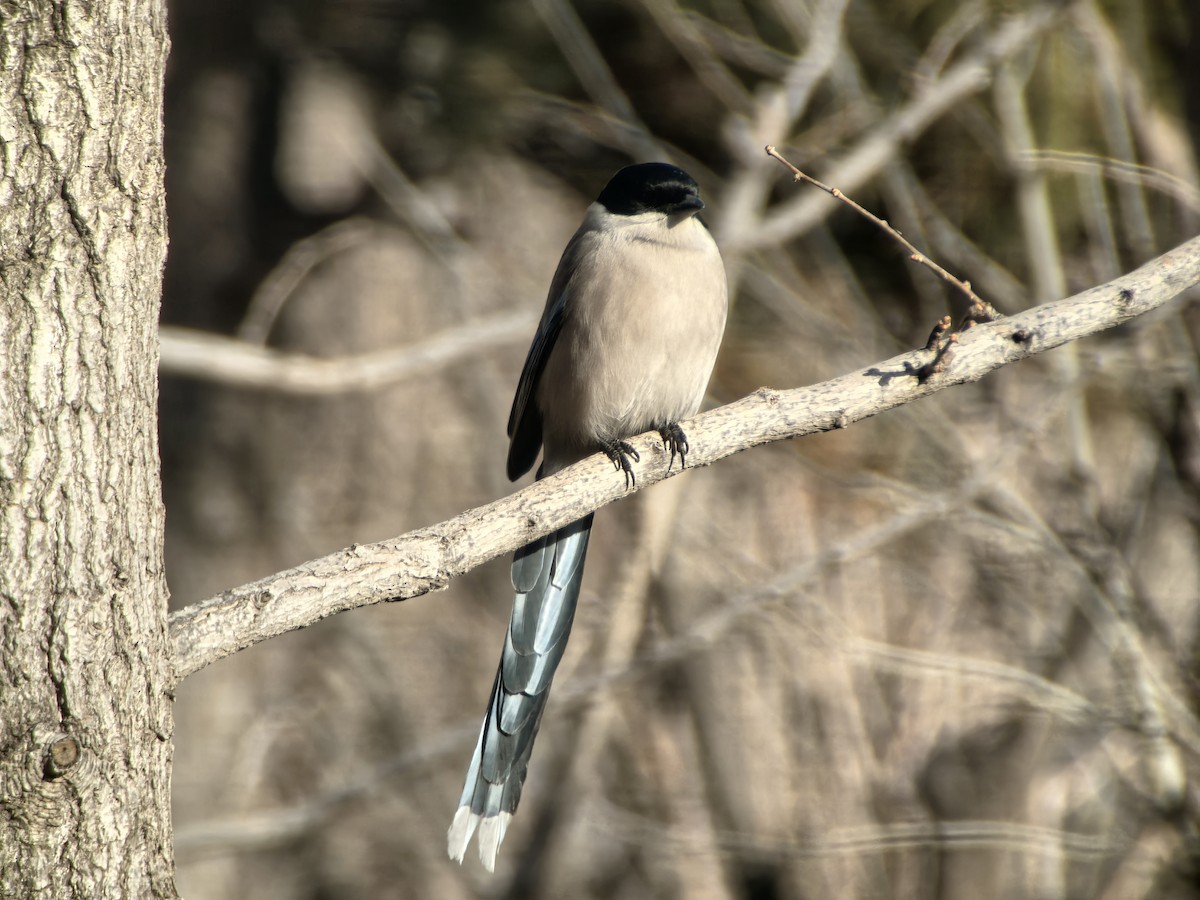 ML648583412 - Azure-winged Magpie - Macaulay Library