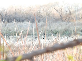 Chihuahua--Rancho En Medio, Chihuahua, Chihuahua, Mexico - eBird Hotspot