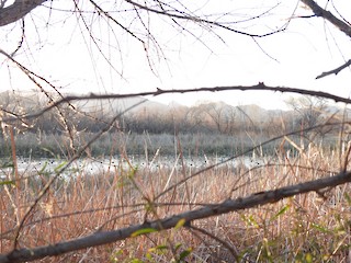 Chihuahua--Rancho En Medio, Chihuahua, Chihuahua, Mexico - eBird Hotspot