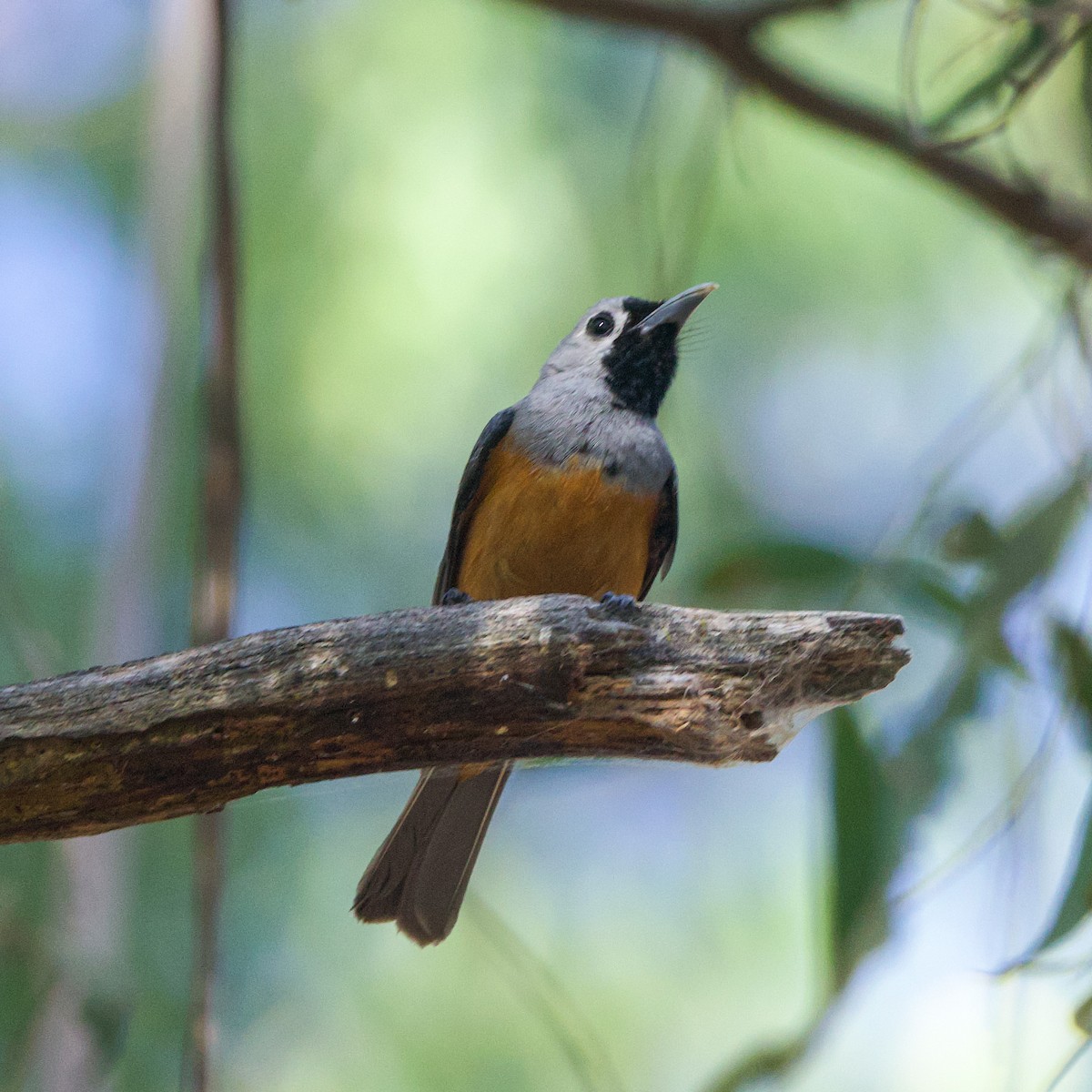 eBird Checklist - 10 Jan 2026 - Jerrabomberra Wetlands Nature Reserve ...