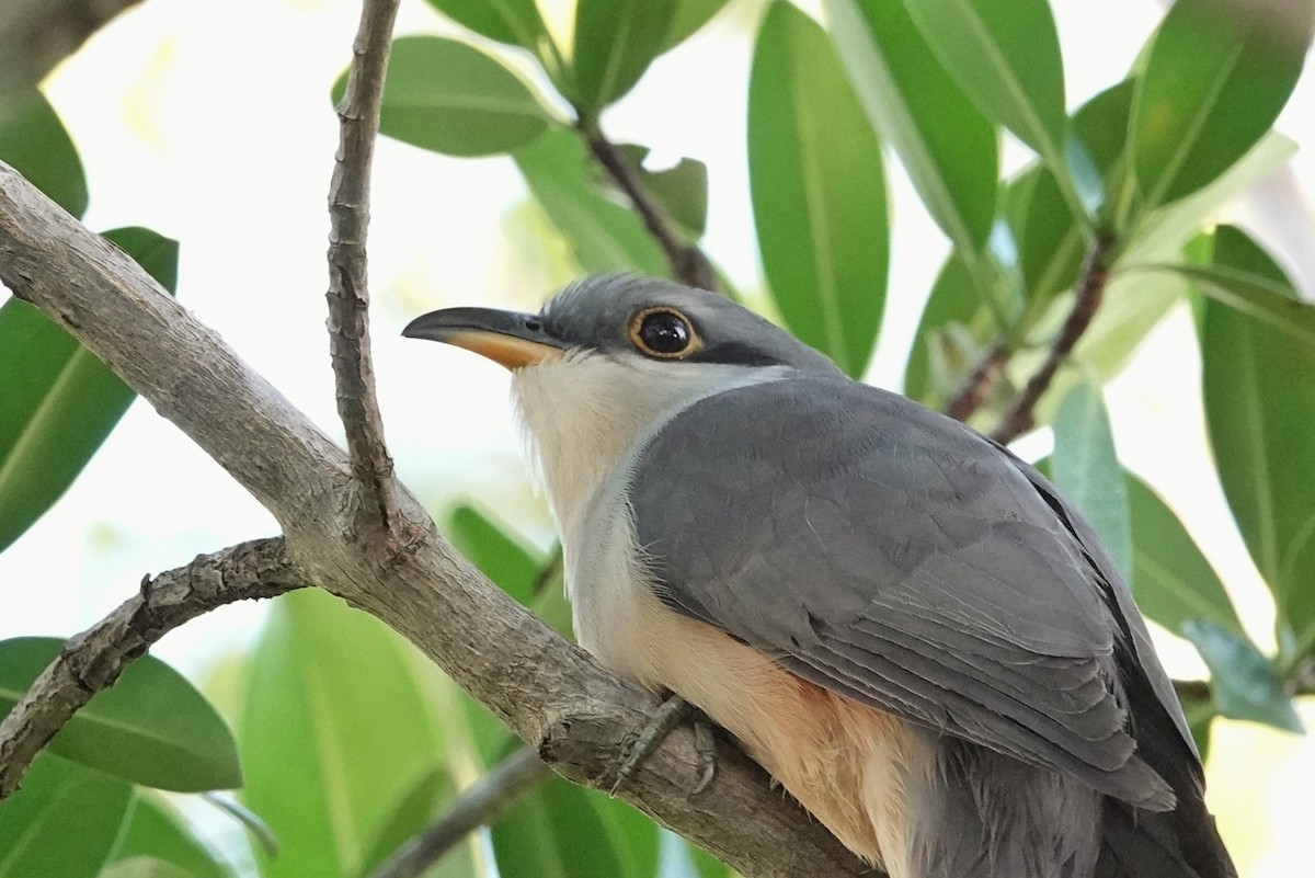 eBird Checklist - 9 Jan 2026 - Rotary Park--Glover Bight Trail - 25 ...