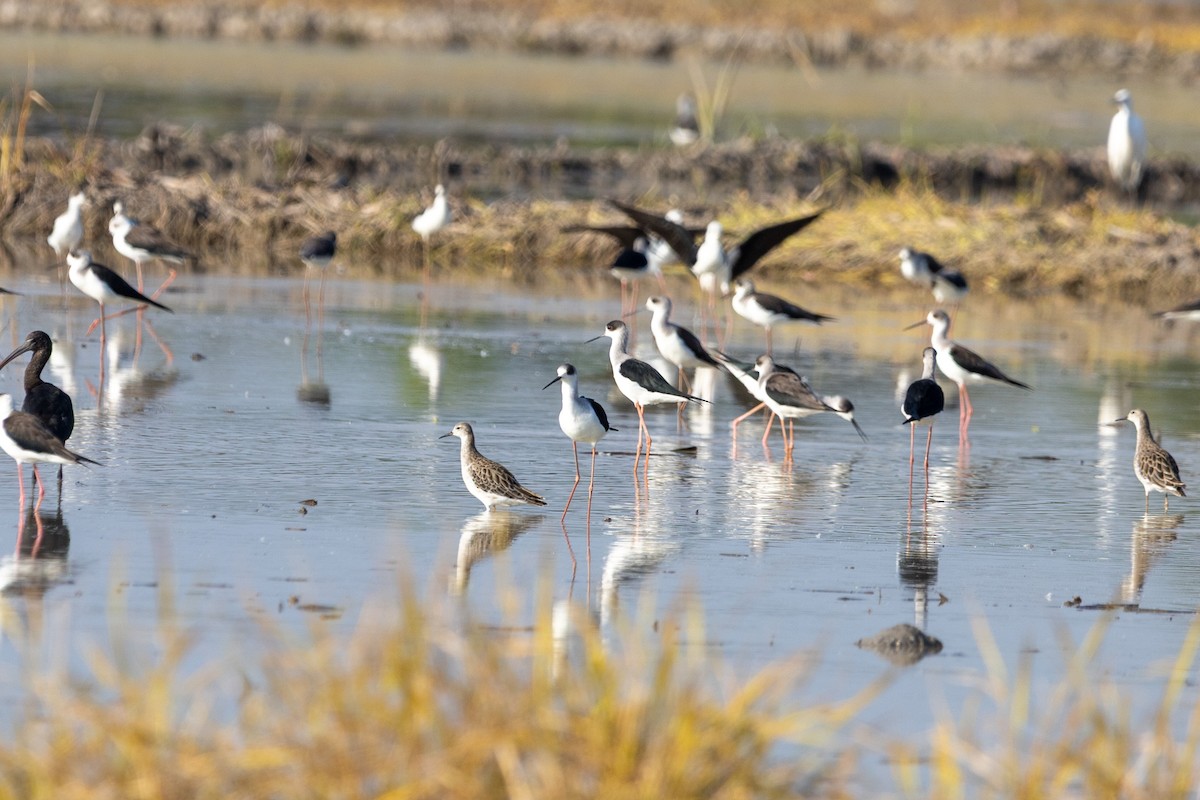 ML648587728 - Ruff - Macaulay Library