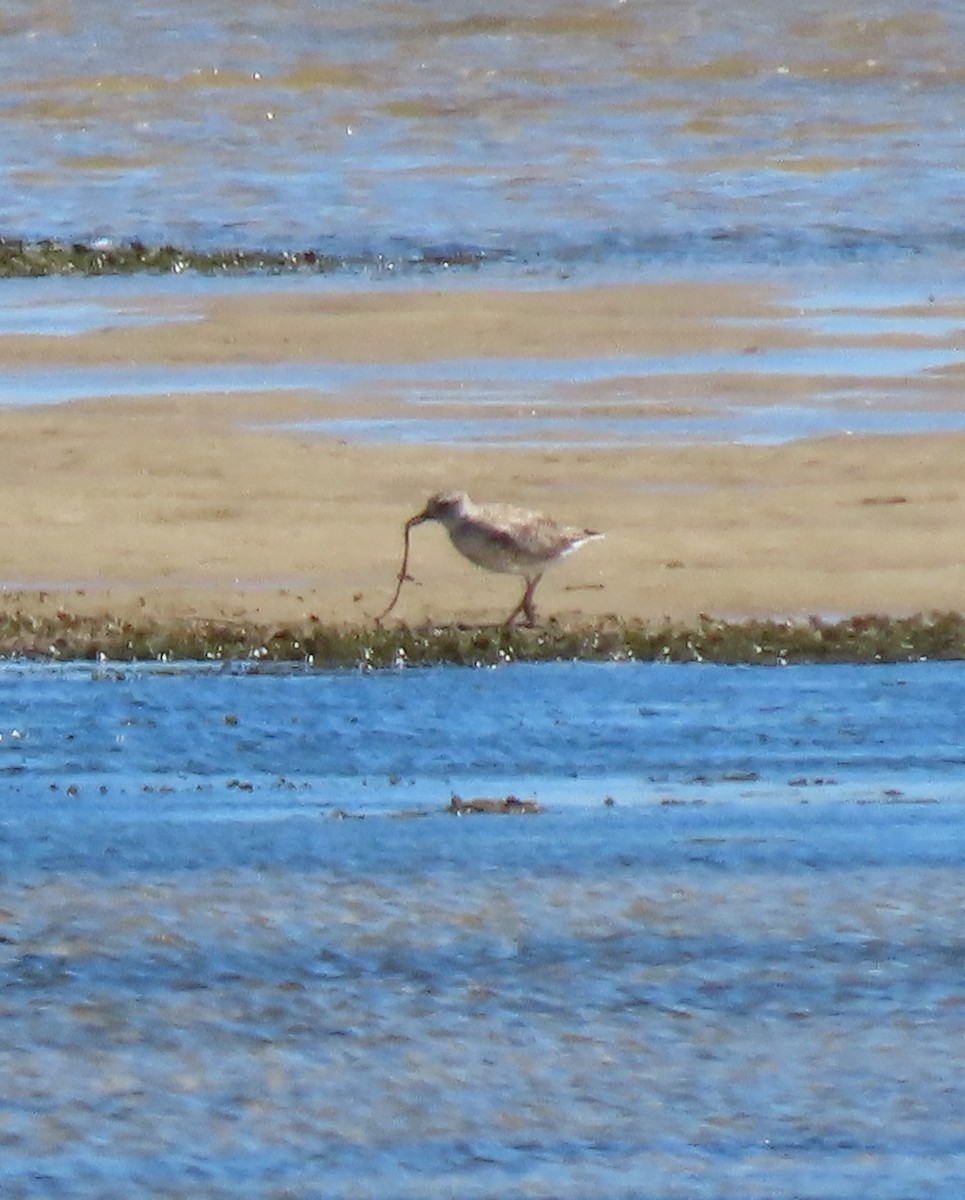 eBird Checklist - 10 Jan 2026 - Alfred Cove Nature Reserve - 37 species