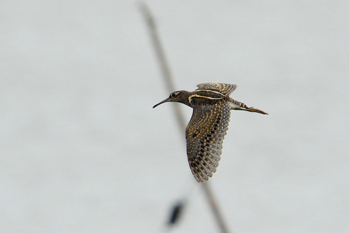 ML648599082 - Greater Painted-Snipe - Macaulay Library