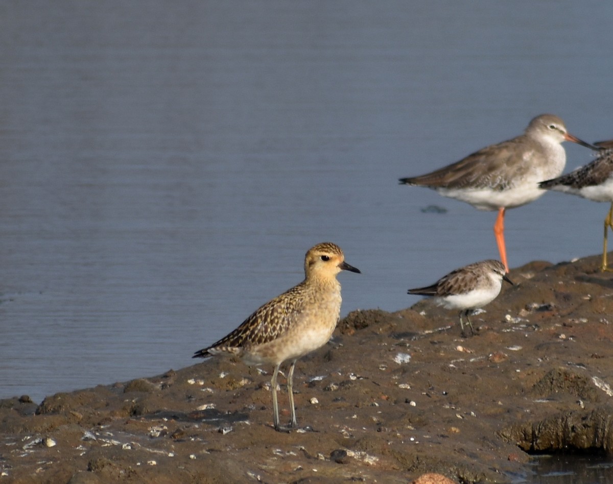 ML648599993 - Pacific Golden-Plover - Macaulay Library