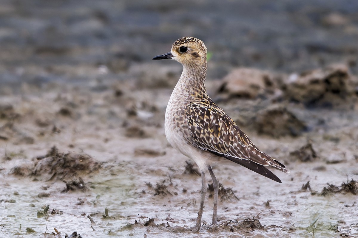 ML648600553 - Pacific Golden-Plover - Macaulay Library