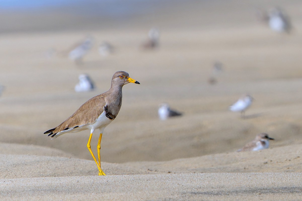 ML648600785 - Gray-headed Lapwing - Macaulay Library