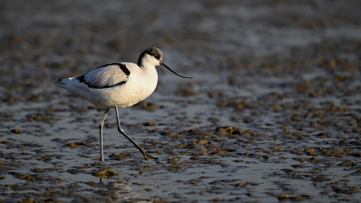ML648601693 - Pied Avocet - Macaulay Library