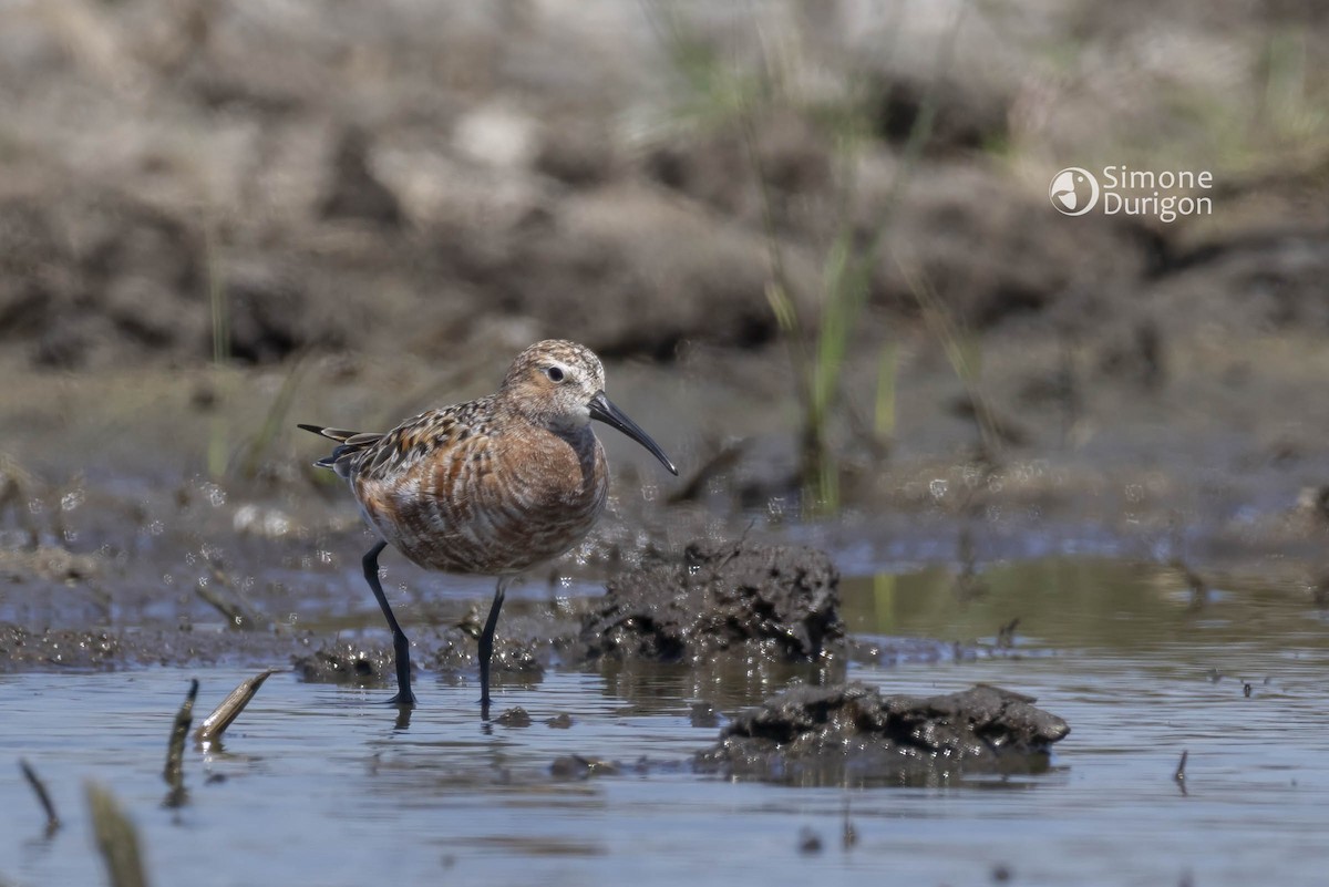 ML648602451 - Curlew Sandpiper - Macaulay Library